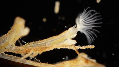 Bryozoan GIFs - Get the best GIF on GIPHY