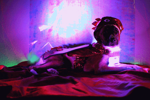 Rave Dog Gif