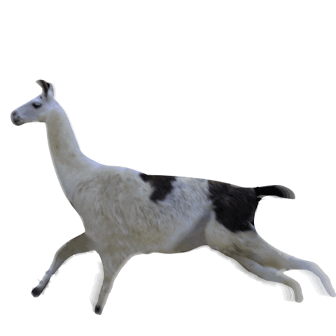 Jumping Lama GIFs - Get the best GIF on GIPHY