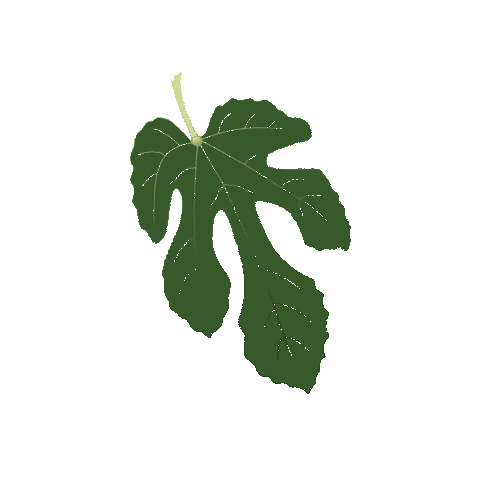 Fig Leaf Sticker for iOS & Android | GIPHY