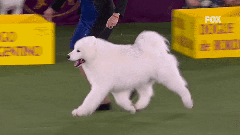 GIF by Westminster Kennel Club - Find & Share on GIPHY