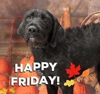 Happy Fall Friday GIFs - Find & Share on GIPHY