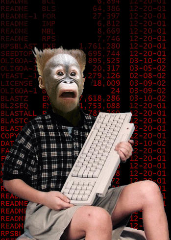 Monkey Computer Gif