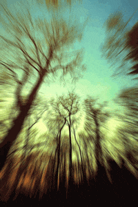 Moving Tree Gif