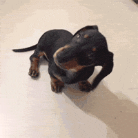 Adorably Confused Dog GIFs by Reaction GIFs | GIPHY