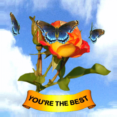 Orange Butterfly GIFs - Get the best GIF on GIPHY