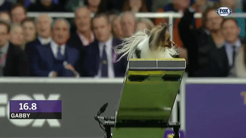 Gabby Agility Dog GIF by Westminster Kennel Club - Find & Share on GIPHY