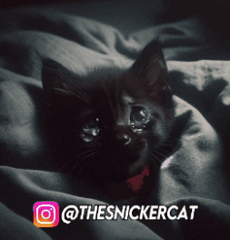 Crying Cat GIFs - Find & Share on GIPHY