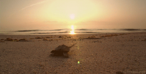 Beach Turtle GIF by Head Like an Orange - Find & Share on GIPHY