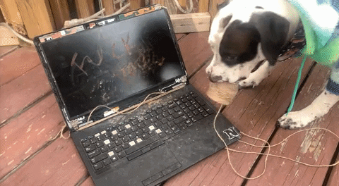 Dog Computer Gif