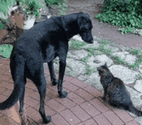 Funny Dogs And Cats Gifs