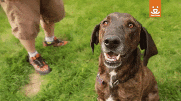 Happy Animal Shelter GIF by Best Friends Animal Society - Find & Share ...