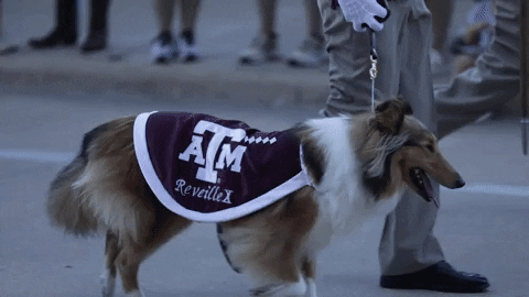 Reveille X GIFs on GIPHY - Be Animated