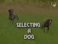 Dog-breeding GIFs - Get the best GIF on GIPHY