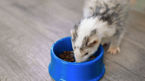 Ferret GIF by Oxbow Animal Health - Find & Share on GIPHY