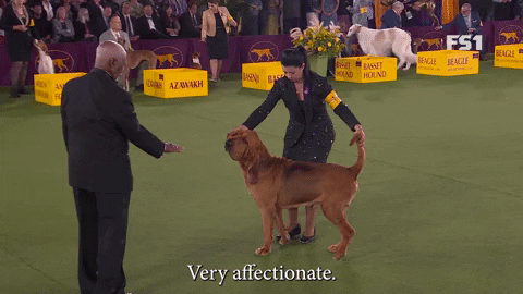 Make-great-pets GIFs - Get the best GIF on GIPHY
