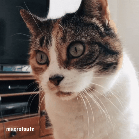 Cat Big Eyes GIFs - Find & Share on GIPHY