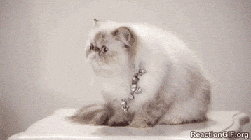 Judging Cat GIFs - Find & Share on GIPHY