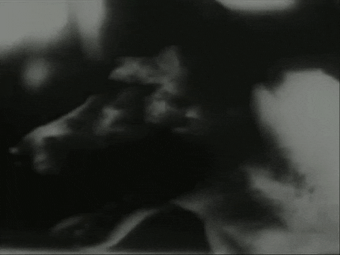 First Dog In Space GIFs - Get the best GIF on GIPHY