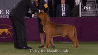 Dog-track GIFs - Get the best GIF on GIPHY