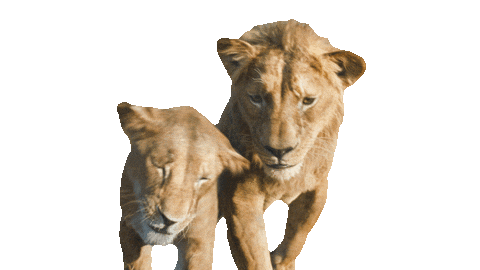 Troid Liom Gif Lion Cub Monkey GIF By Discovery Find & Share On