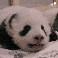 Sleepy Panda Gif
