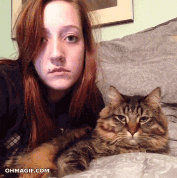 Cat Bobbing Head GIFs - Find & Share on GIPHY