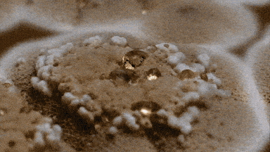 Mold GIFs - Find & Share on GIPHY