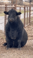 Black-bulls GIFs - Get the best GIF on GIPHY