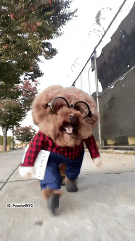 Nyc Dogs GIFs - Get the best GIF on GIPHY
