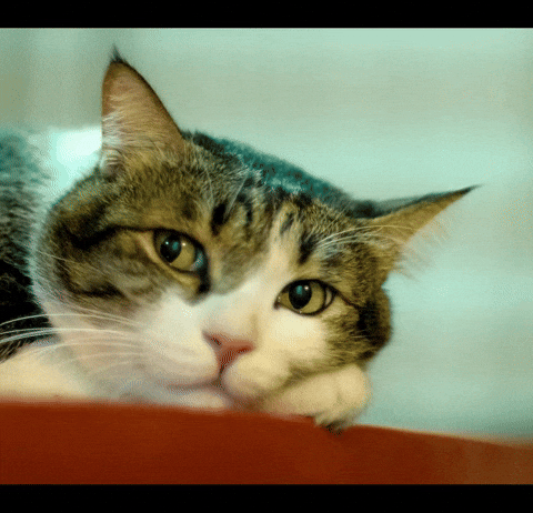 That’s Life GIFs on GIPHY - Be Animated