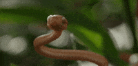Snake Eating Itself Gif