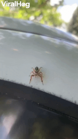 Cute Little Jumping Spider Poses Before A Leap GIFs - Get the best GIF ...