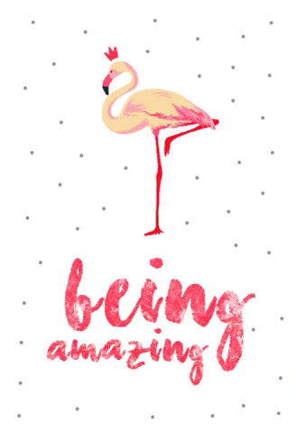 Flamingo Card GIFs - Get the best GIF on GIPHY