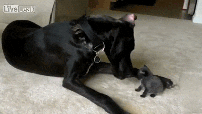 Lovefordogs GIFs - Get the best GIF on GIPHY