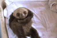 Sloth Baby Ruth Gif