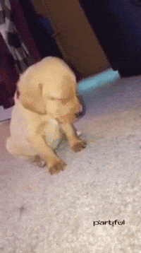 Tired Dog Gif