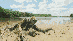 Crawling GIFs - Find & Share on GIPHY