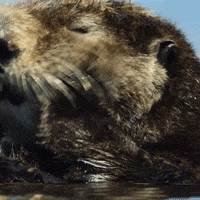 Otters Gif