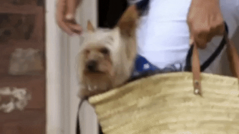 Dog-bag GIFs - Get the best GIF on GIPHY