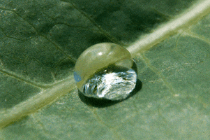 Water Drop GIFs - Find & Share on GIPHY