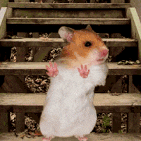 Scared Hamster GIFs - Find & Share on GIPHY