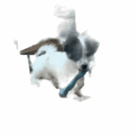 Transparent Dog Gif