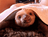 Yawning Sloth Gif