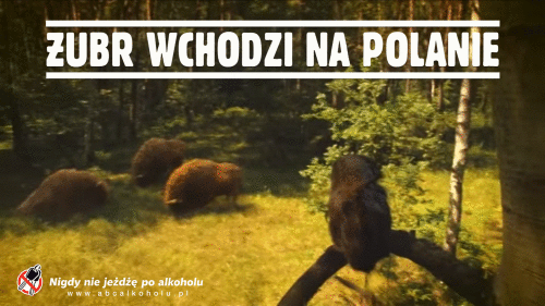 Kompania Piwowarska Pole GIF by Zubr - Find & Share on GIPHY