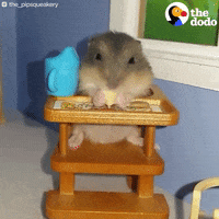 Hamster Gif Eating