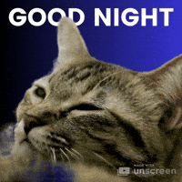 Good Night Cat Gif