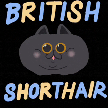 British Shorthair GIFs - Get the best GIF on GIPHY