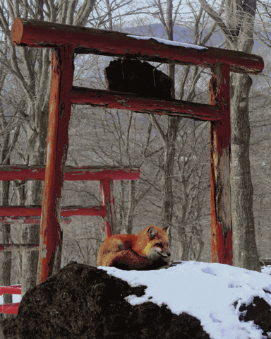Tired Fox GIFs - Find & Share on GIPHY