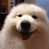 Wink Meme GIFs - Find & Share on GIPHY